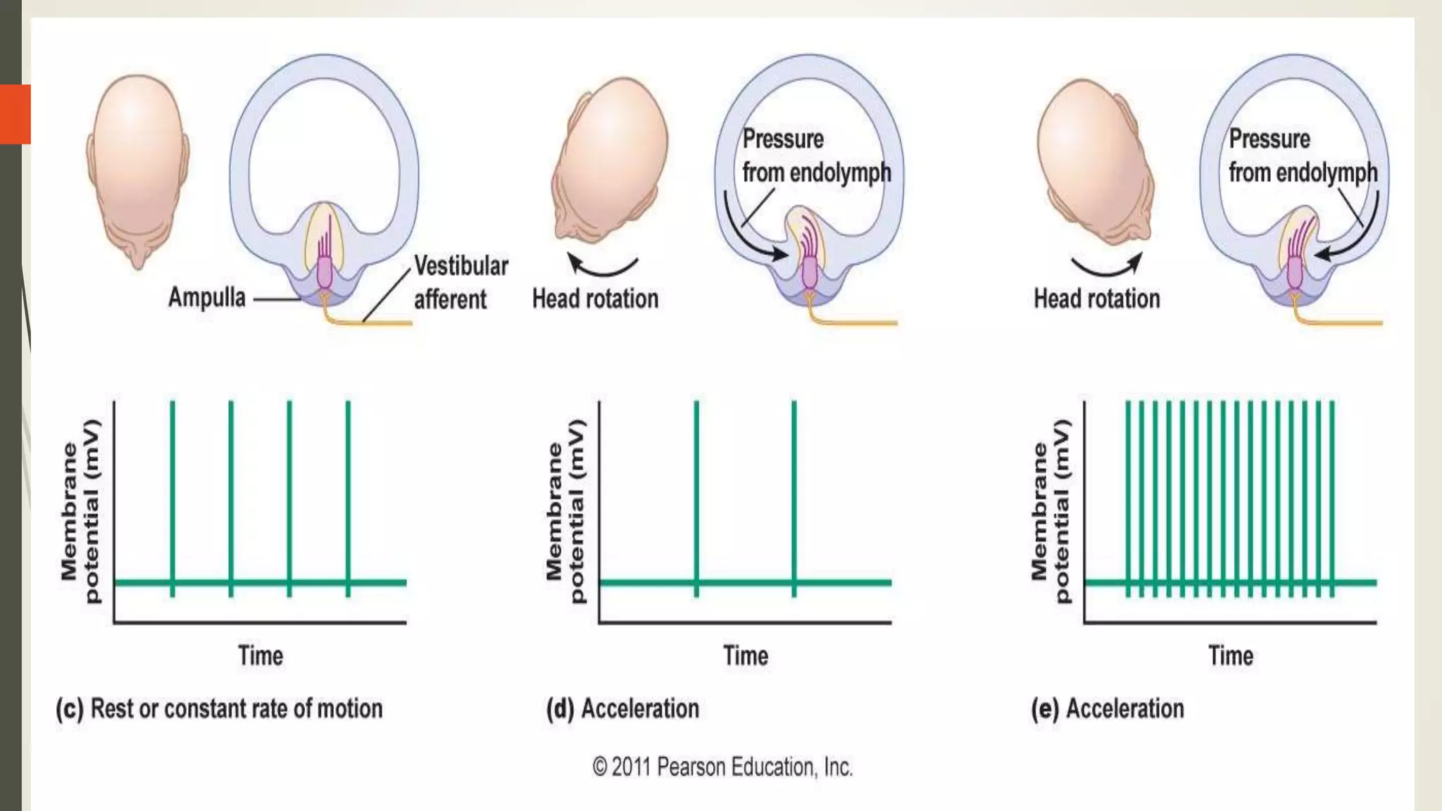 Vestibular system -Maintenance of Balance and Equilibrium | PPTX