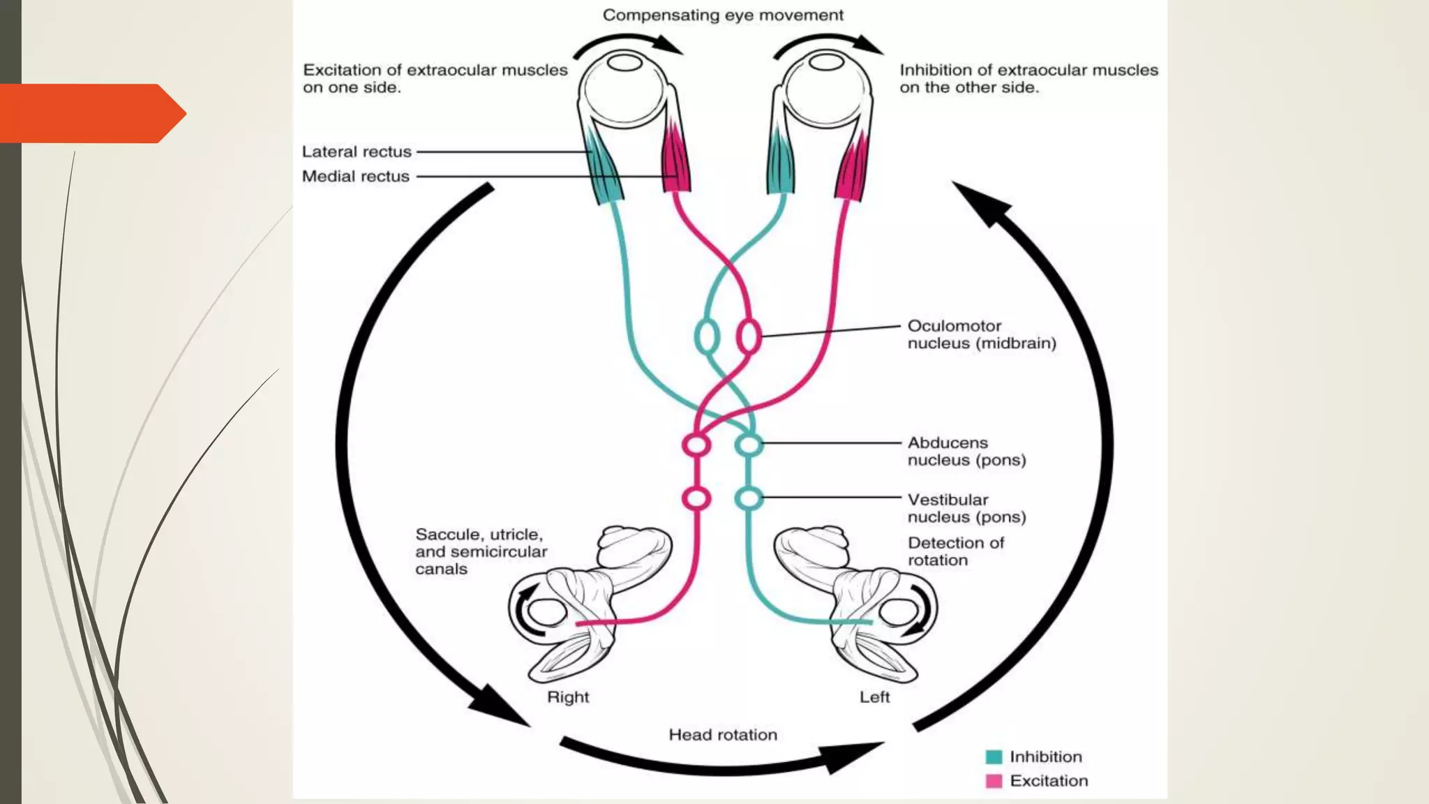 Vestibular system -Maintenance of Balance and Equilibrium | PPTX