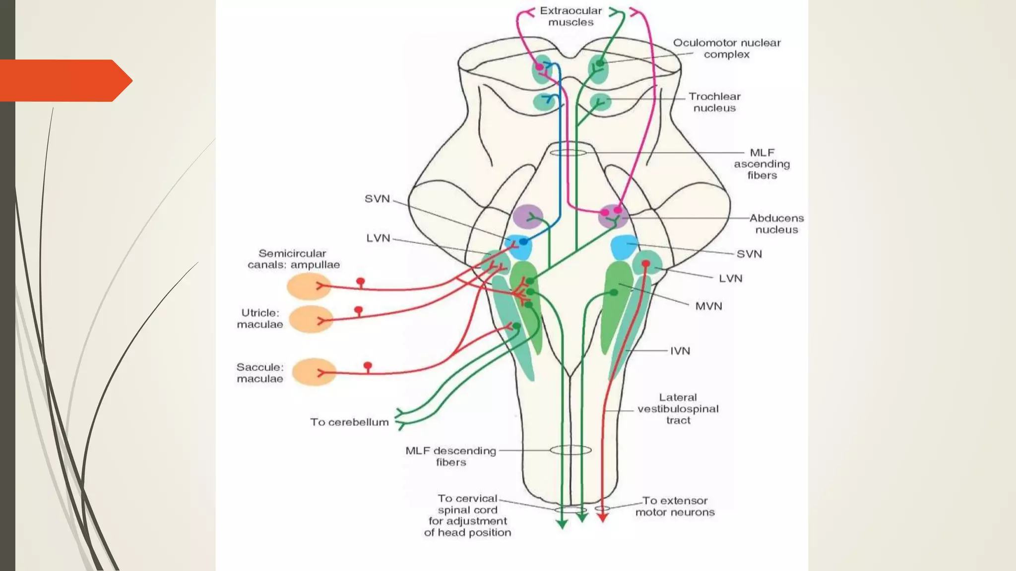Vestibular system -Maintenance of Balance and Equilibrium | PPTX