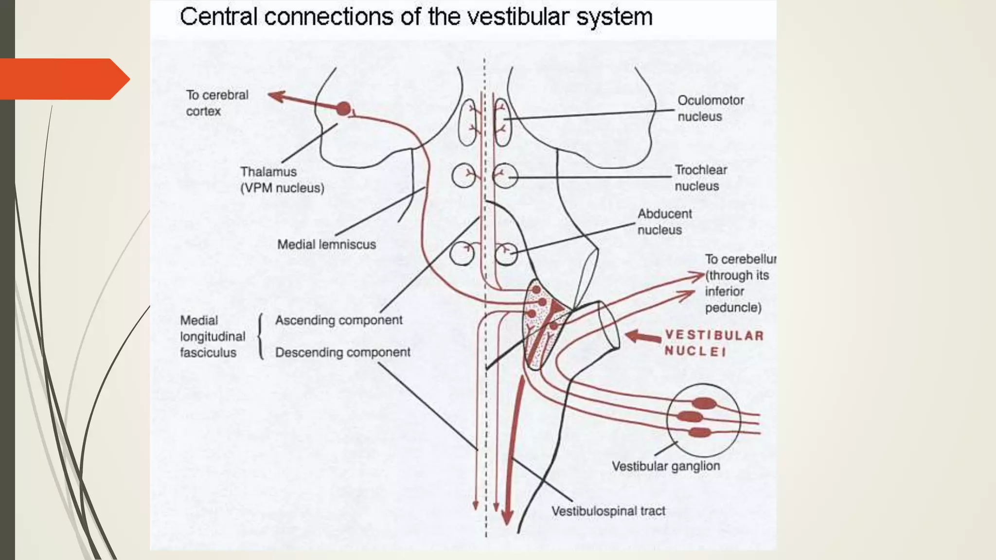Vestibular system -Maintenance of Balance and Equilibrium | PPTX