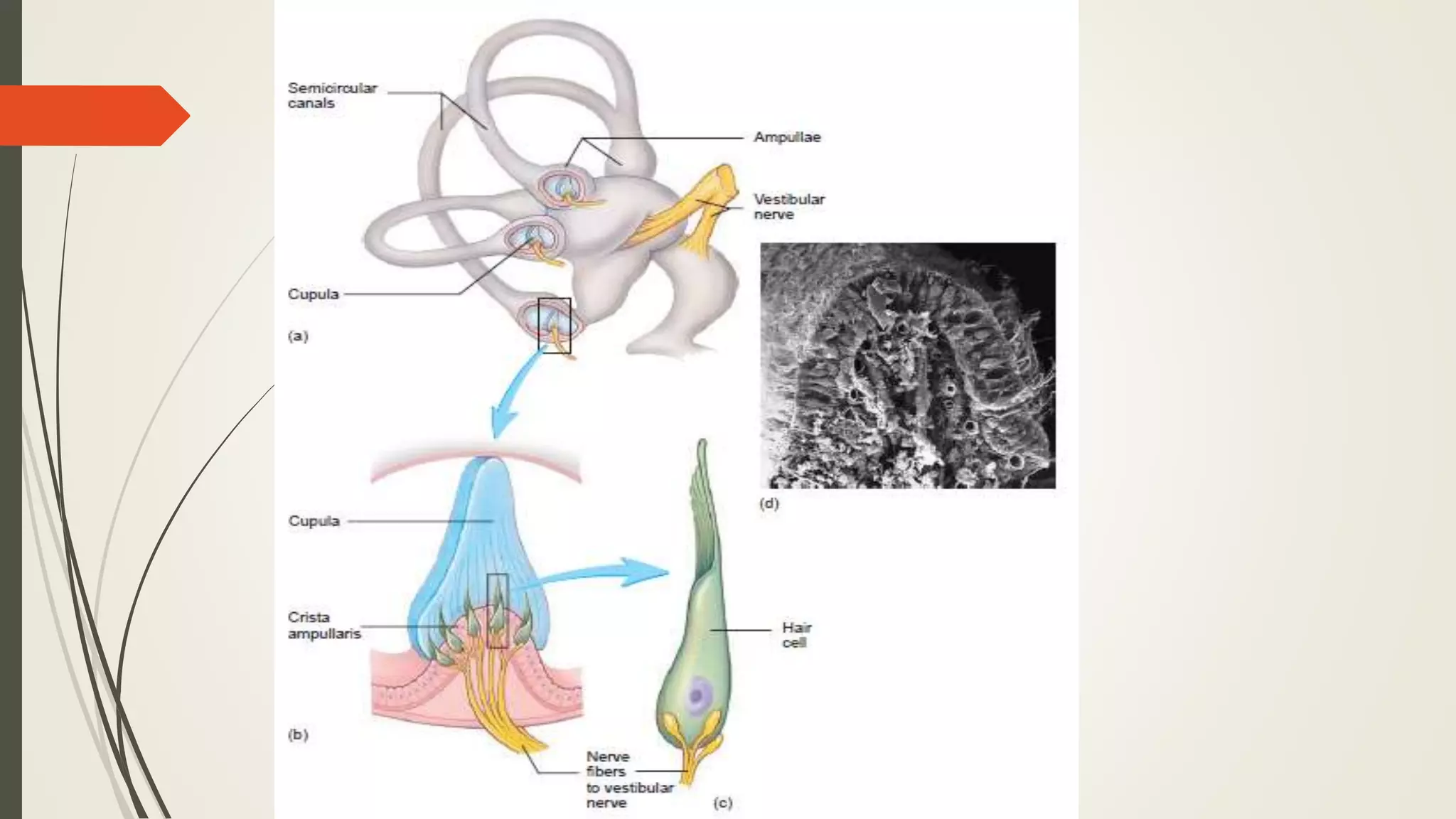 Vestibular system -Maintenance of Balance and Equilibrium | PPTX
