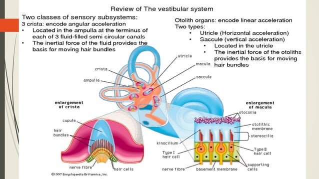 Vestibular system -Maintenance of Balance and Equilibrium | PPTX | Brain and Nervous System ...