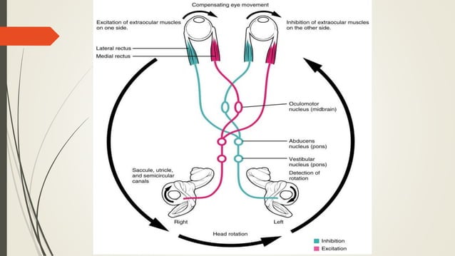 Vestibular system -Maintenance of Balance and Equilibrium | PPTX | Brain and Nervous System ...
