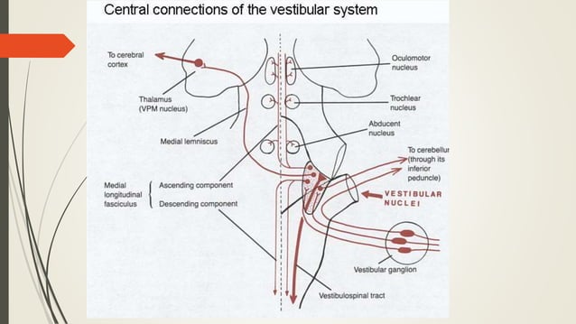 Vestibular system -Maintenance of Balance and Equilibrium | PPTX | Brain and Nervous System ...