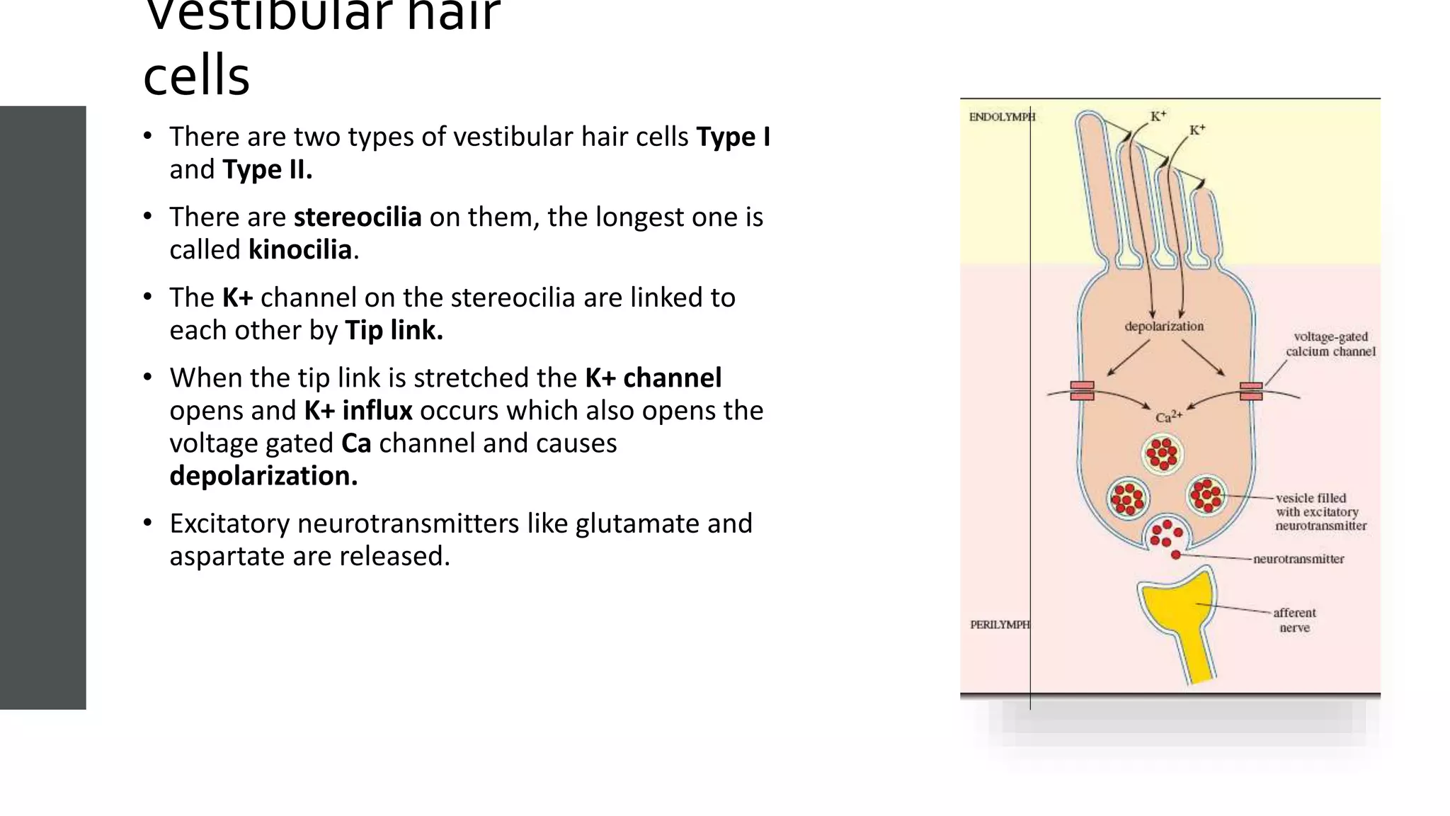 Vestibular system | PPTX