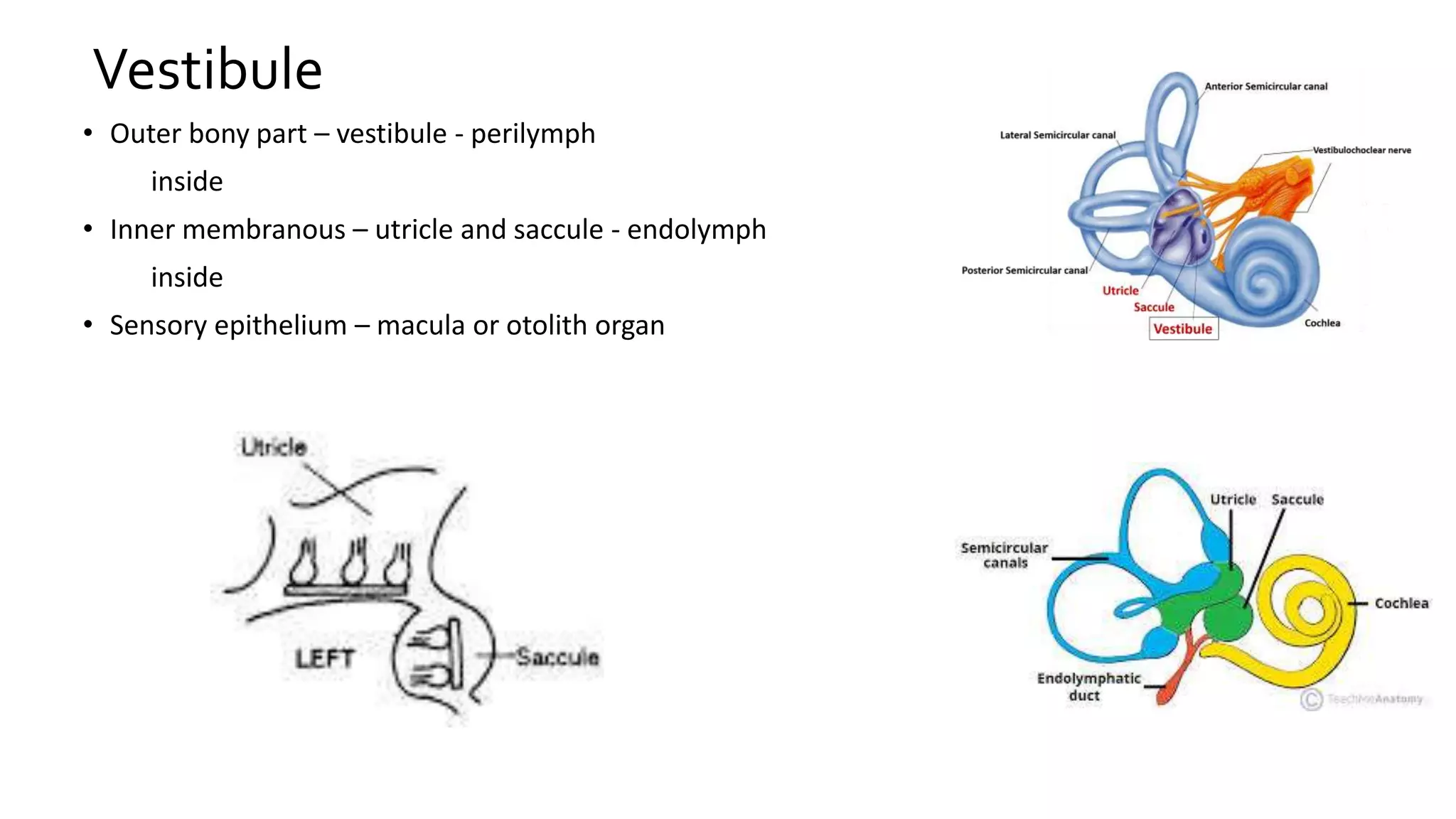 Vestibular system | PPTX