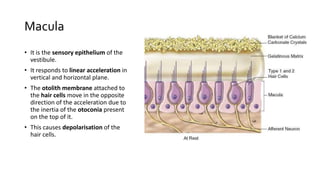 Vestibular system | PPTX