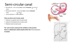 Vestibular system | PPTX