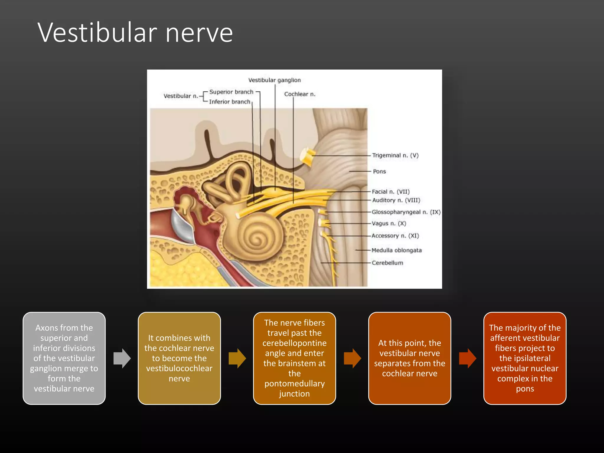 Vestibular system | PPTX