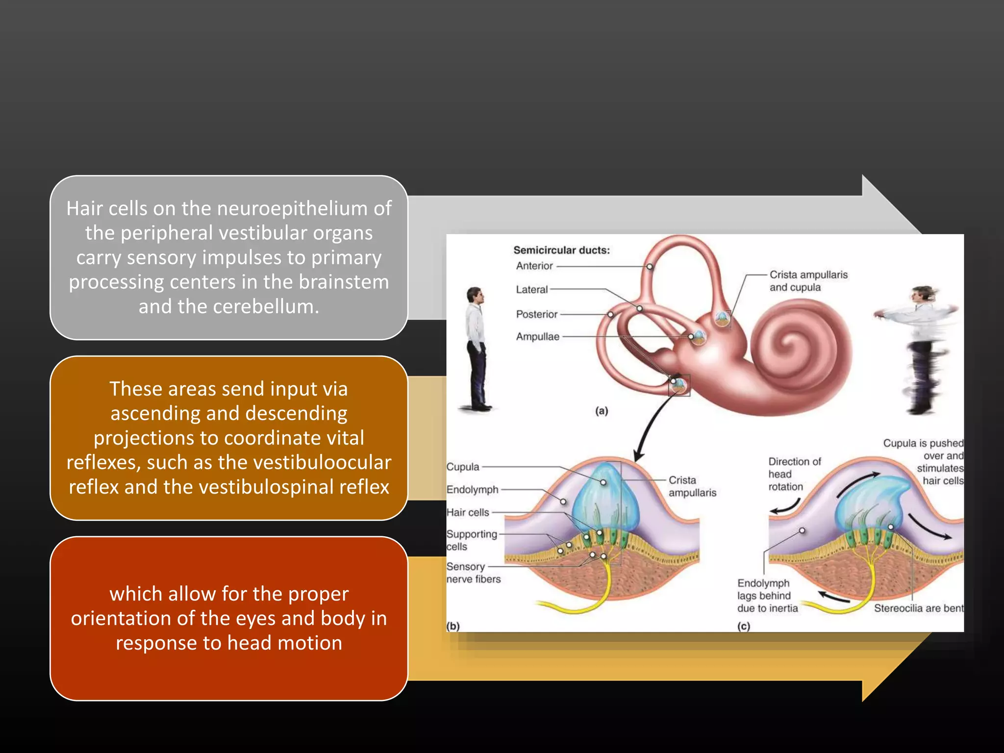 Vestibular system | PPTX