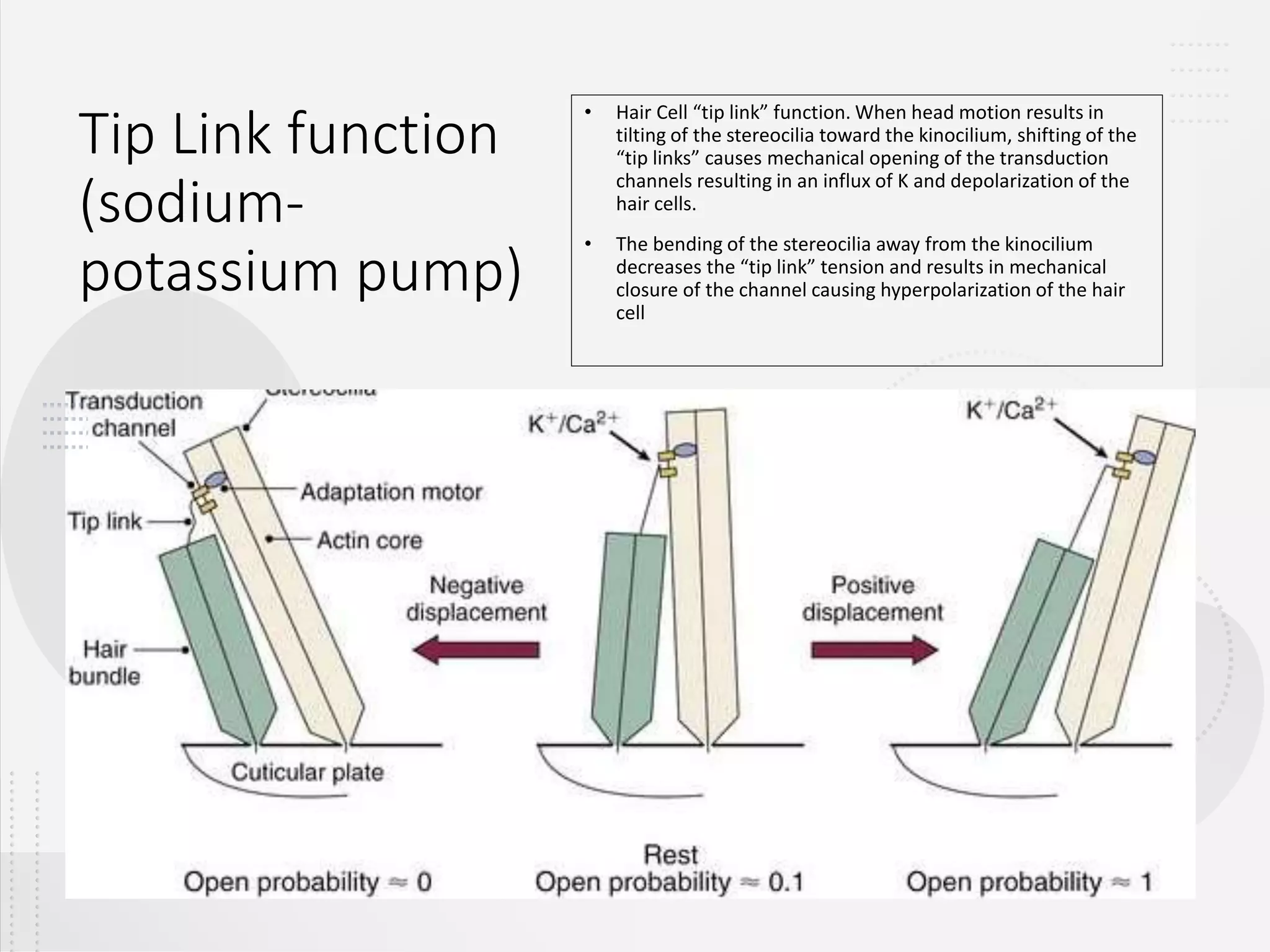 Vestibular system | PPTX