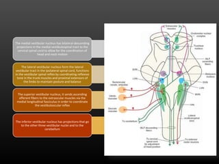 Vestibular system | PPTX
