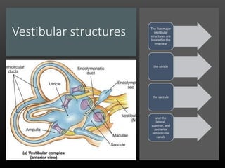 Vestibular system | PPT