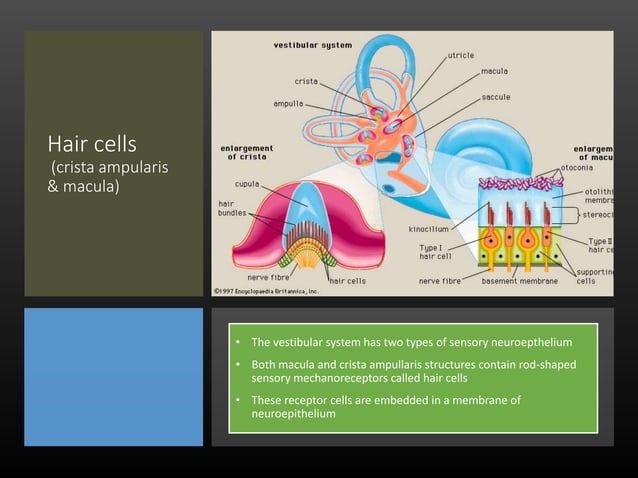 Vestibular system | PPT