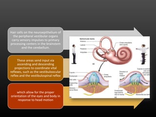 Vestibular system | PPT