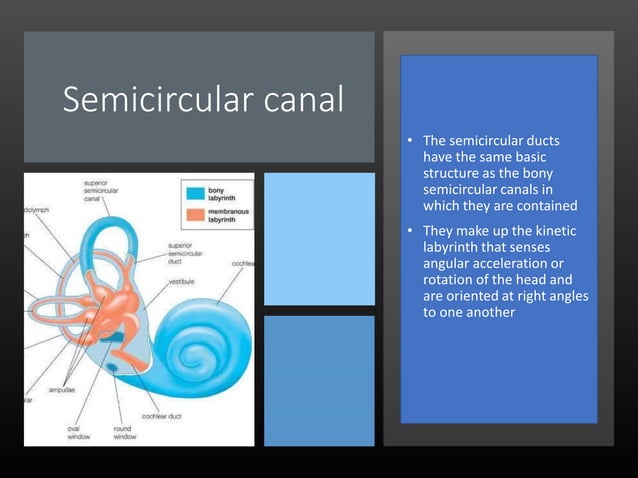 Vestibular system | PPT