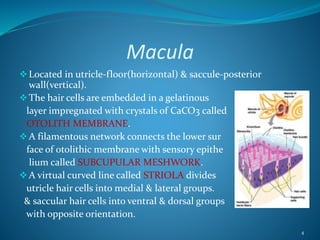Vestibular system | PPT