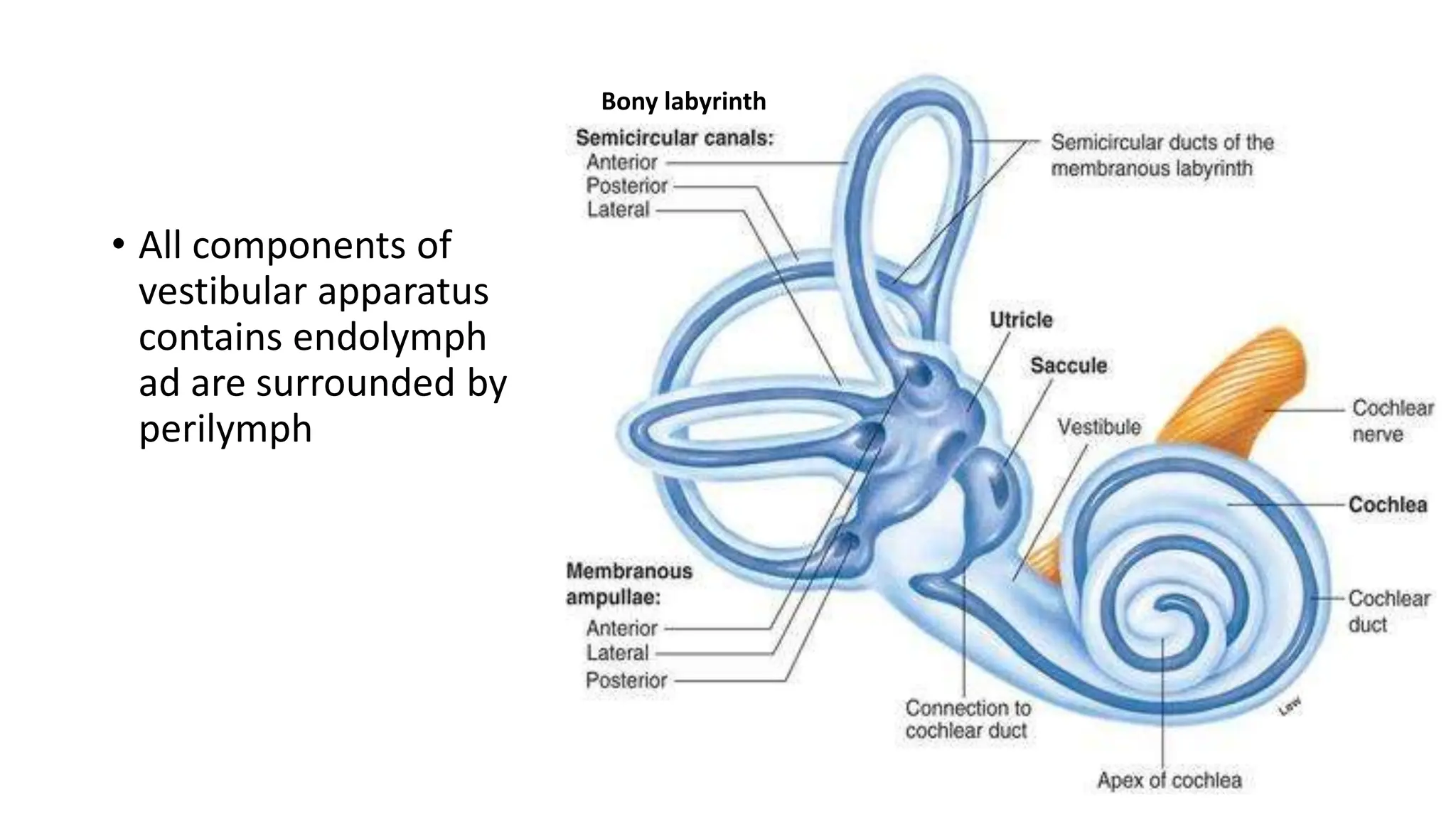 Physiology Special senses vestibular system.pptx
