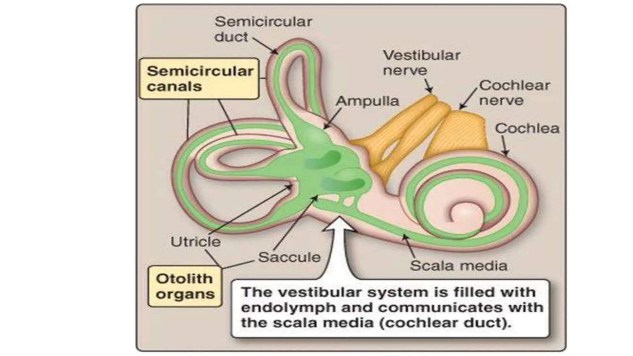 Physiology Special senses vestibular system.pptx