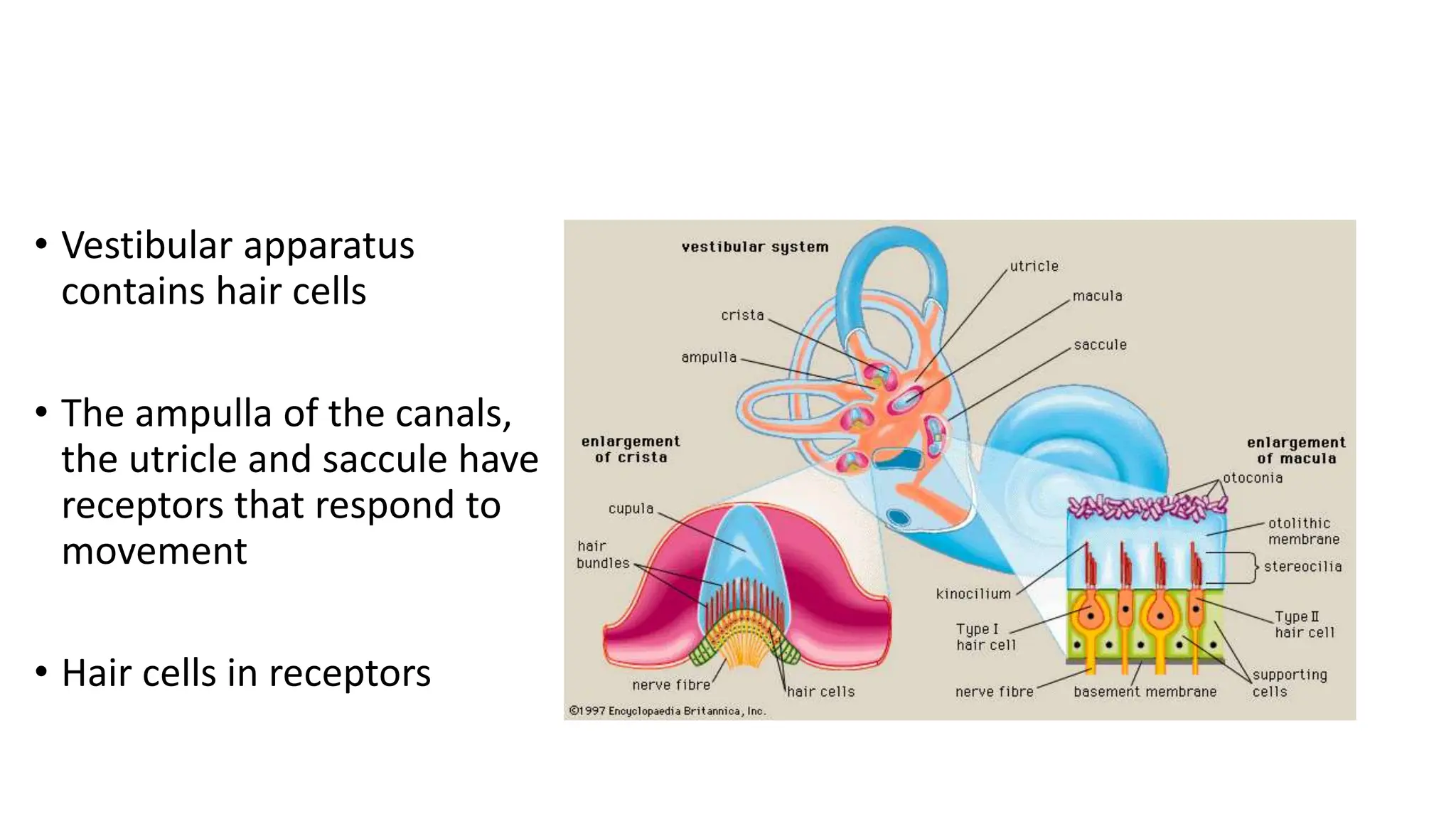 Physiology Special senses vestibular system.pptx