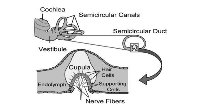 Physiology Special senses vestibular system.pptx