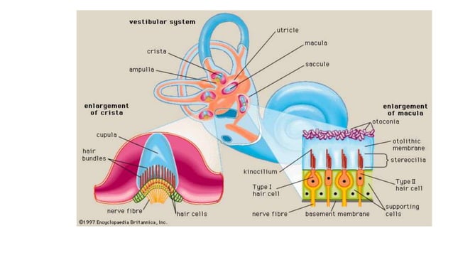 Physiology Special senses vestibular system.pptx