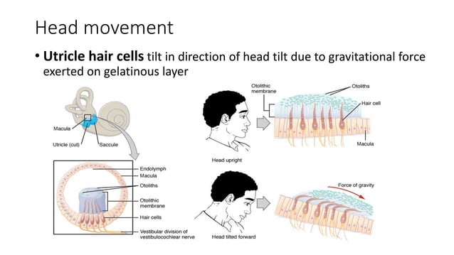 Physiology Special senses vestibular system.pptx