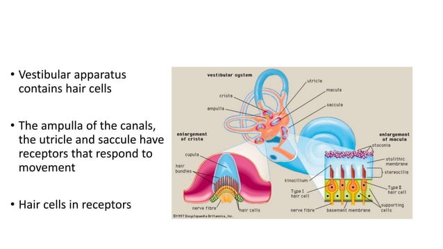 Physiology Special senses vestibular system.pptx