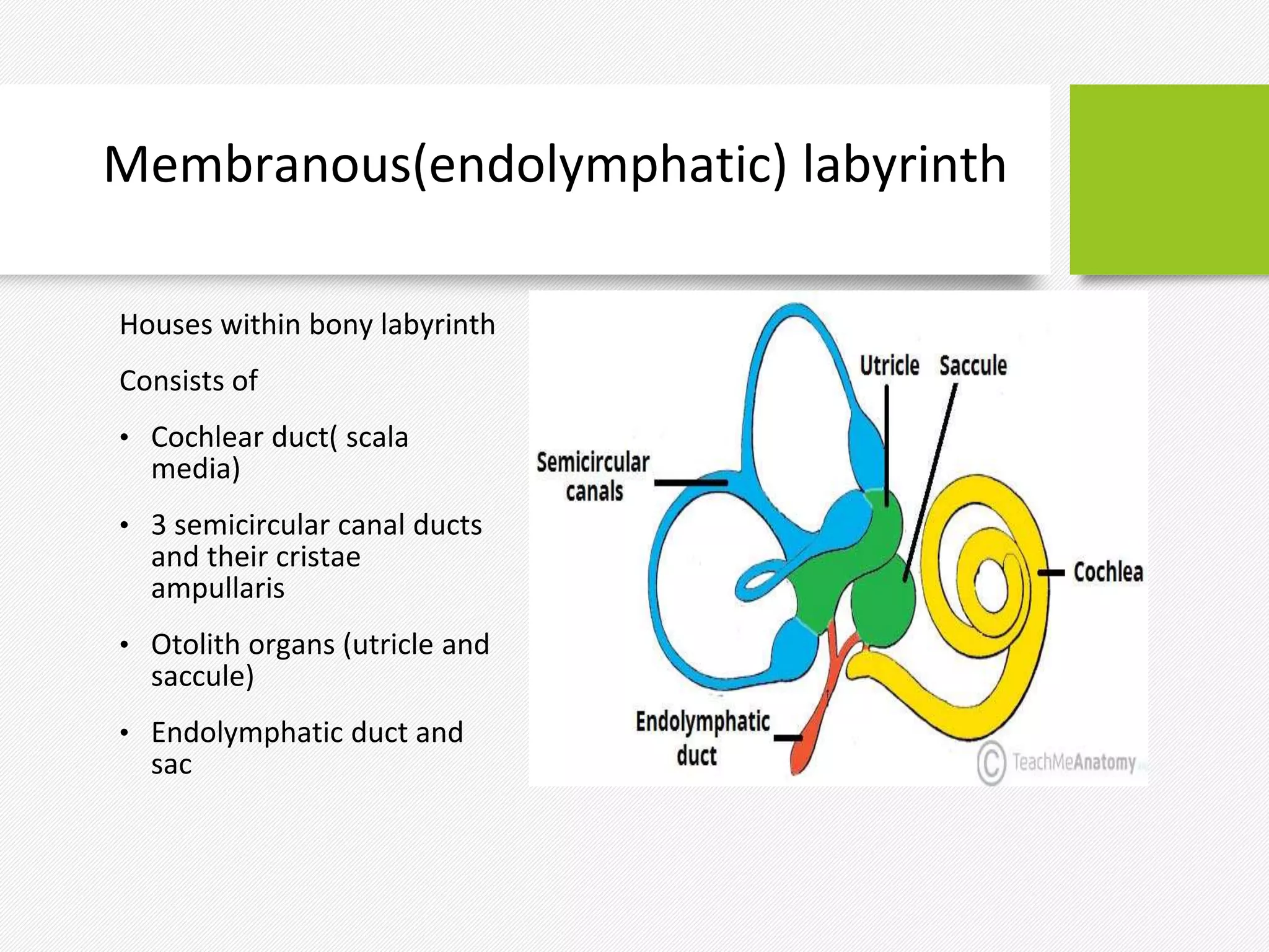 Anatomy of inner ear | PPTX