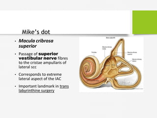 Anatomy of inner ear | PPTX