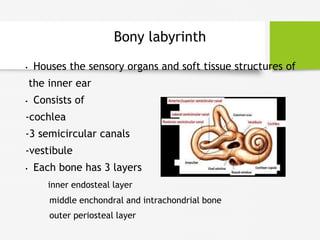 Anatomy of inner ear | PPTX