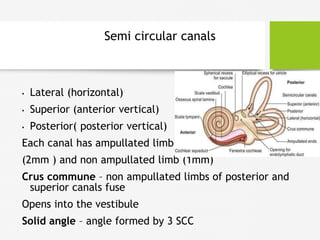Anatomy of inner ear | PPTX
