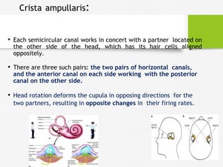 Crista Ampullaris Histologie