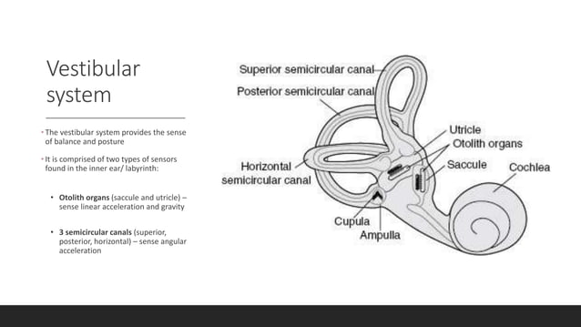 Vestibular system and hearing | PPTX | Ear, Nose and Throat Conditions ...