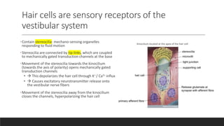 Vestibular system and hearing | PPTX