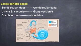 Vestibular system | PPTX