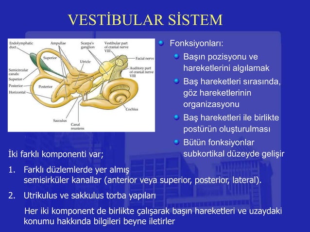 vestibuler sistem 2.ppt