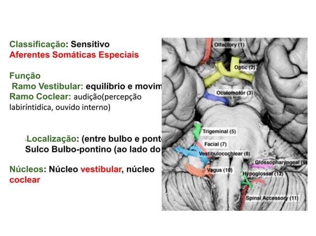 Vestibulo coclear viii - núcleos dos nervos cranianos aula 09