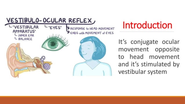 Vestibulo Ocular Reflex Mode Biomedelingl.pptx | Eye and Vision ...