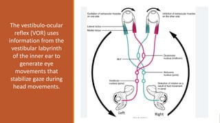Vestibulo Ocular Reflex Mode Biomedelingl.pptx