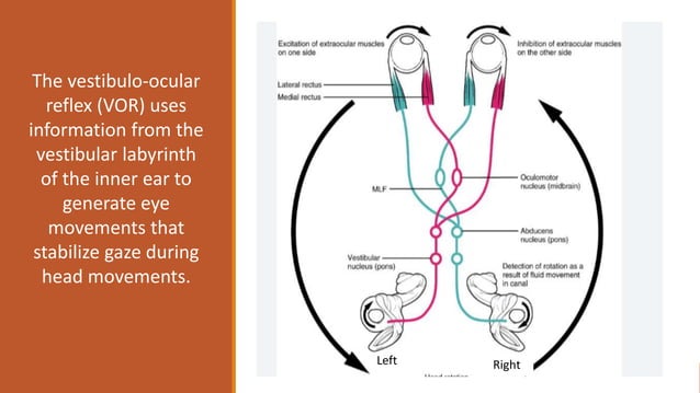 Vestibulo Ocular Reflex Mode Biomedelingl.pptx | Eye and Vision Conditions | Diseases and Conditions