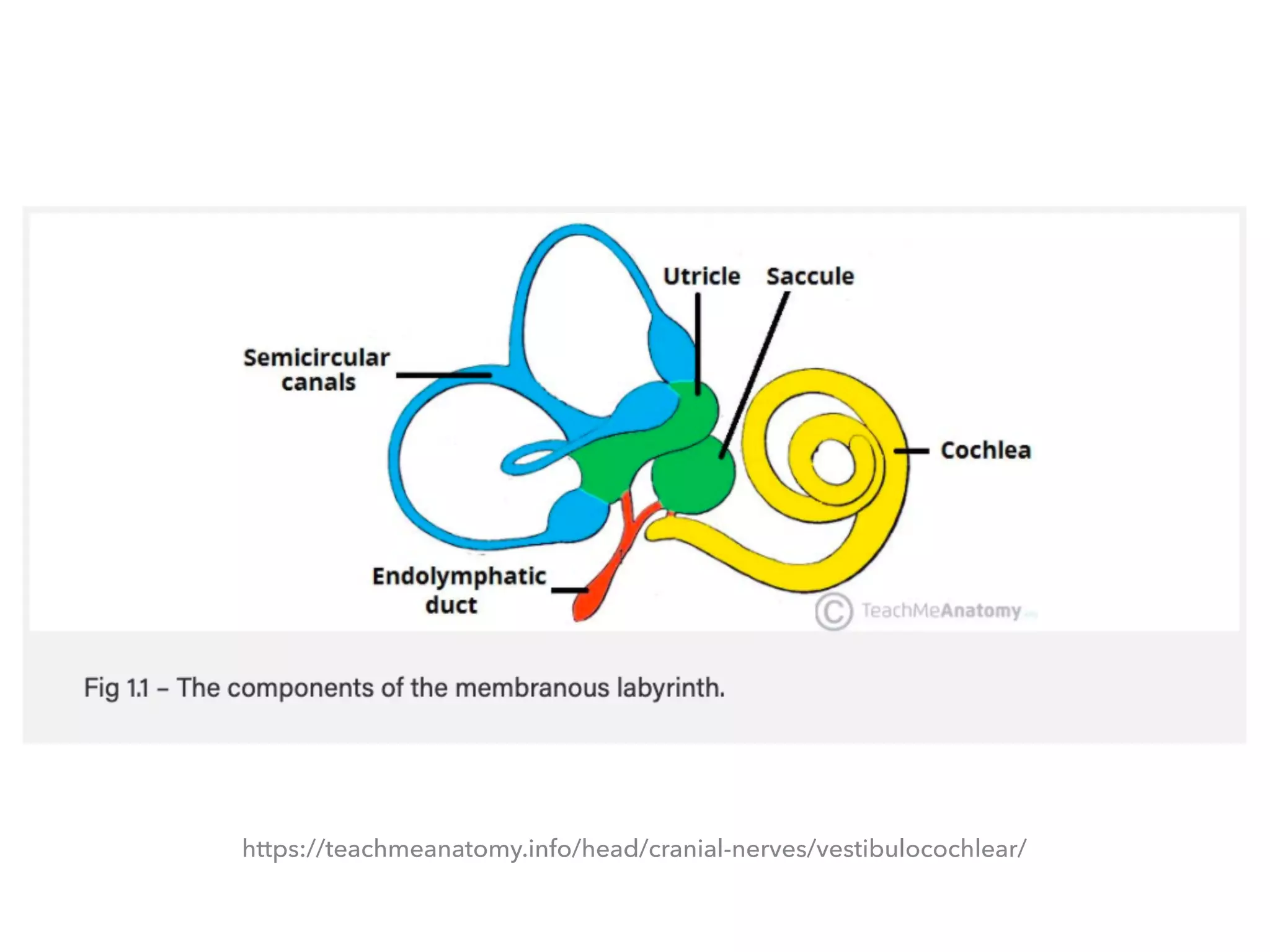 Vestibulocochlear nerve | PDF