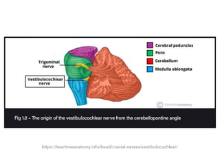 Vestibulocochlear nerve | PDF