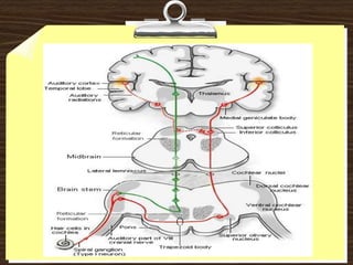 Vestibulocochlear Nerve Pathway