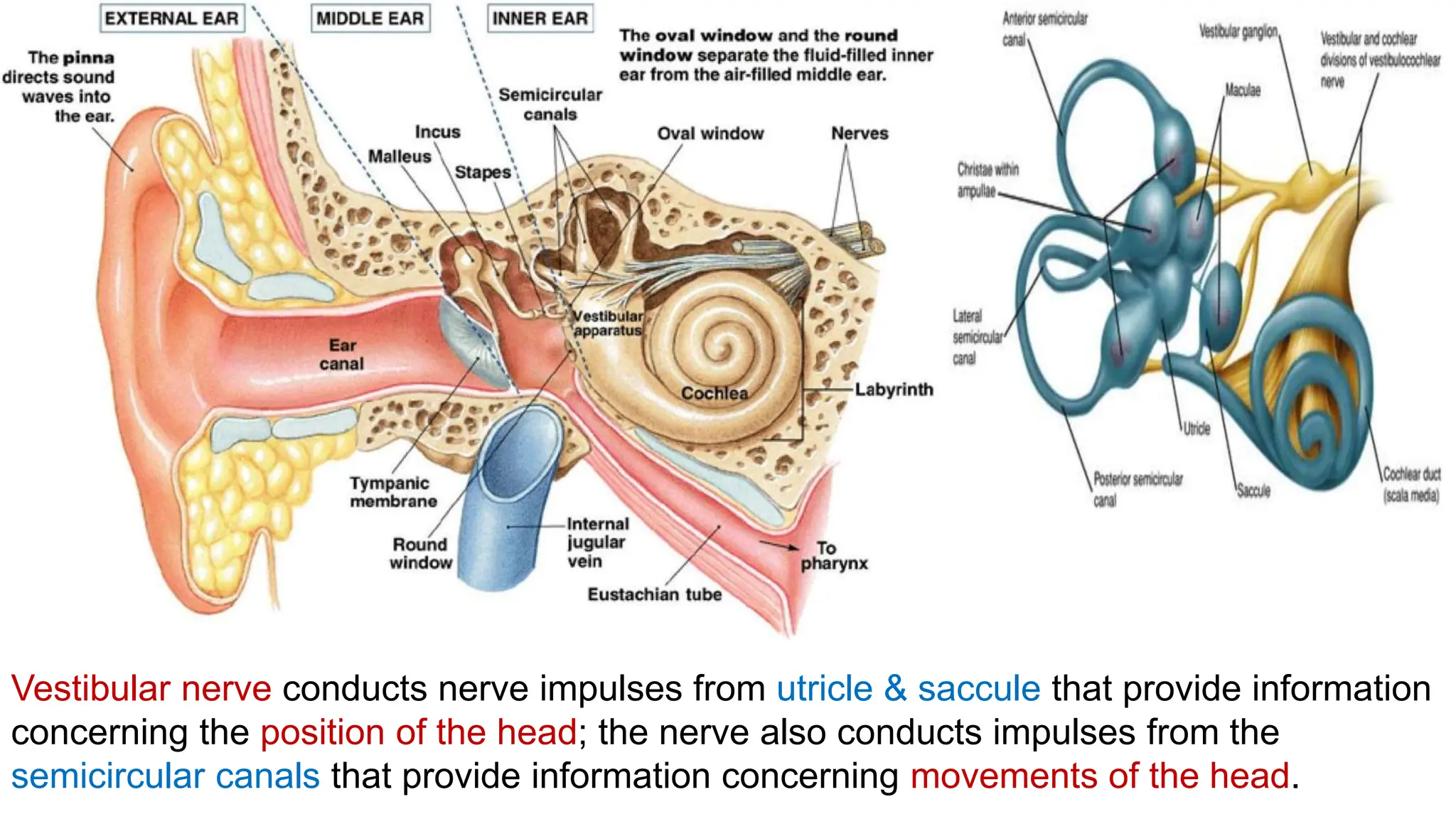 Vestibulocochlear Nerve by Dr. Rabia Inam Gandapore.pptx