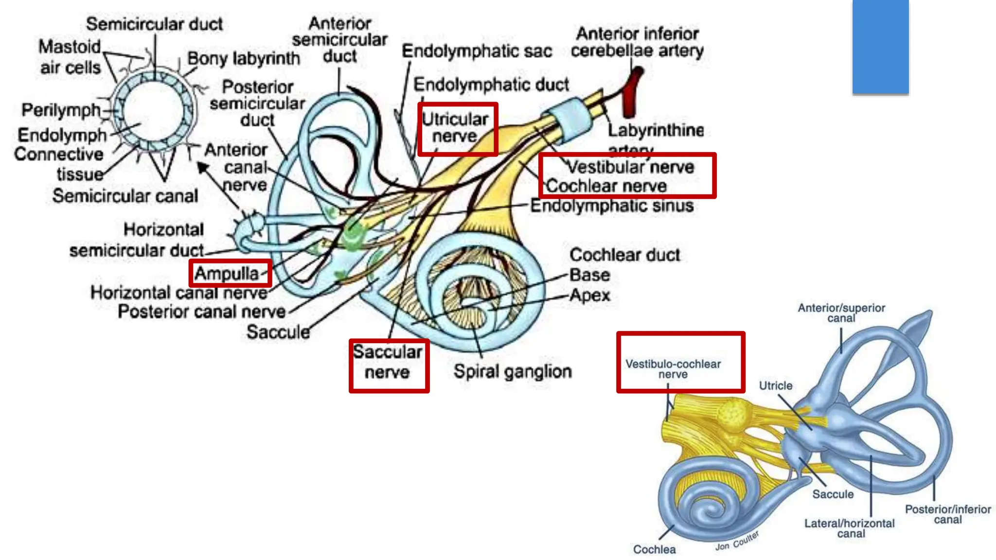 Vestibulocochlear Nerve by Dr. Rabia Inam Gandapore.pptx