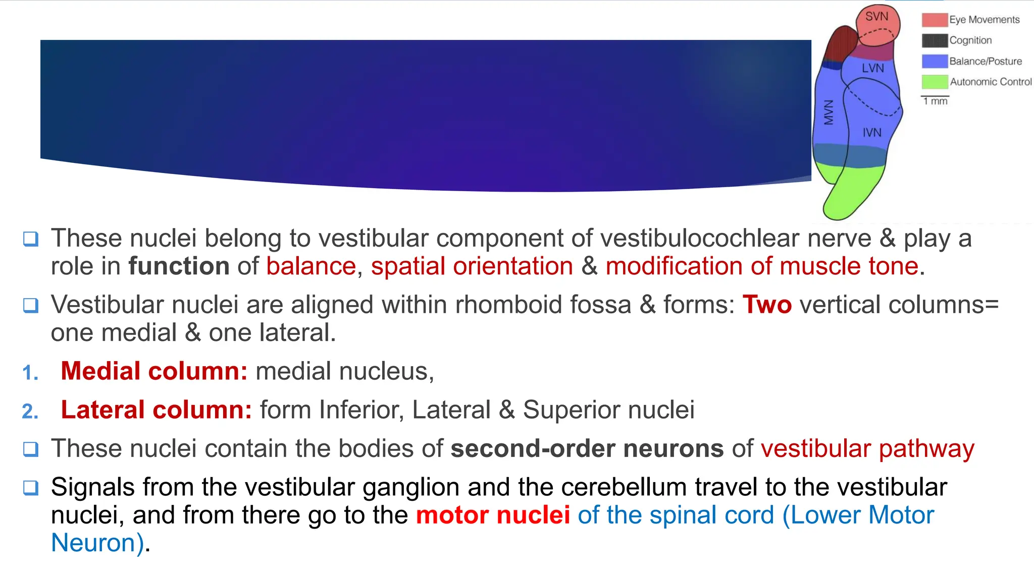 Vestibulocochlear Nerve by Dr. Rabia Inam Gandapore.pptx