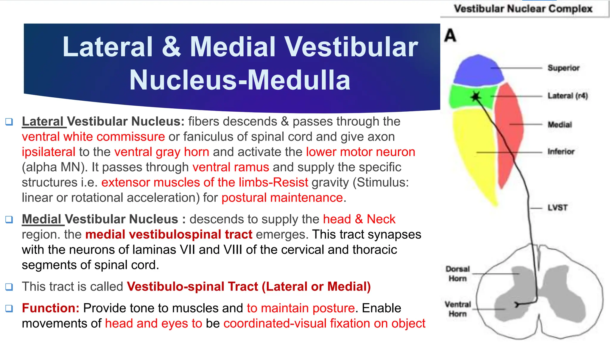 Vestibulocochlear Nerve by Dr. Rabia Inam Gandapore.pptx