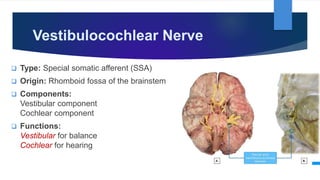 Vestibulocochlear Nerve by Dr. Rabia Inam Gandapore.pptx