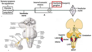 Vestibulocochlear Nerve by Dr. Rabia Inam Gandapore.pptx